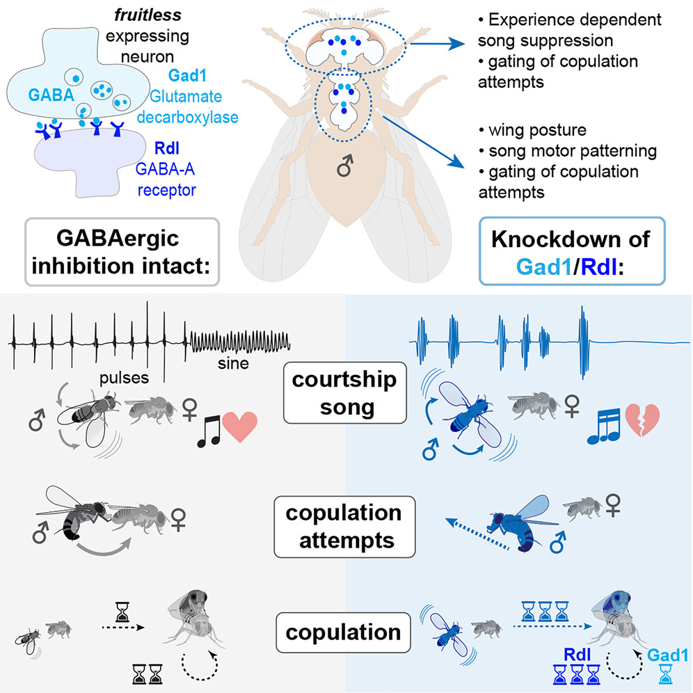 Discovery of key neural mechanisms in fruit fly mating behavior